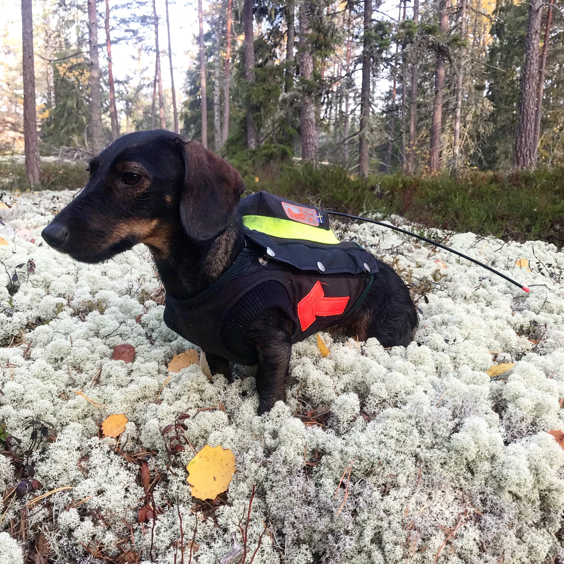 Hundarna :: Kenneldachmores